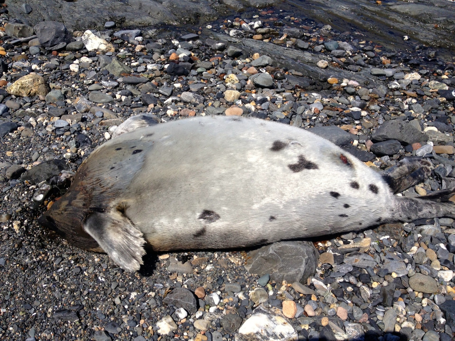 Mystère autour de la découverte de phoques sans tête - Graffici : Graffici