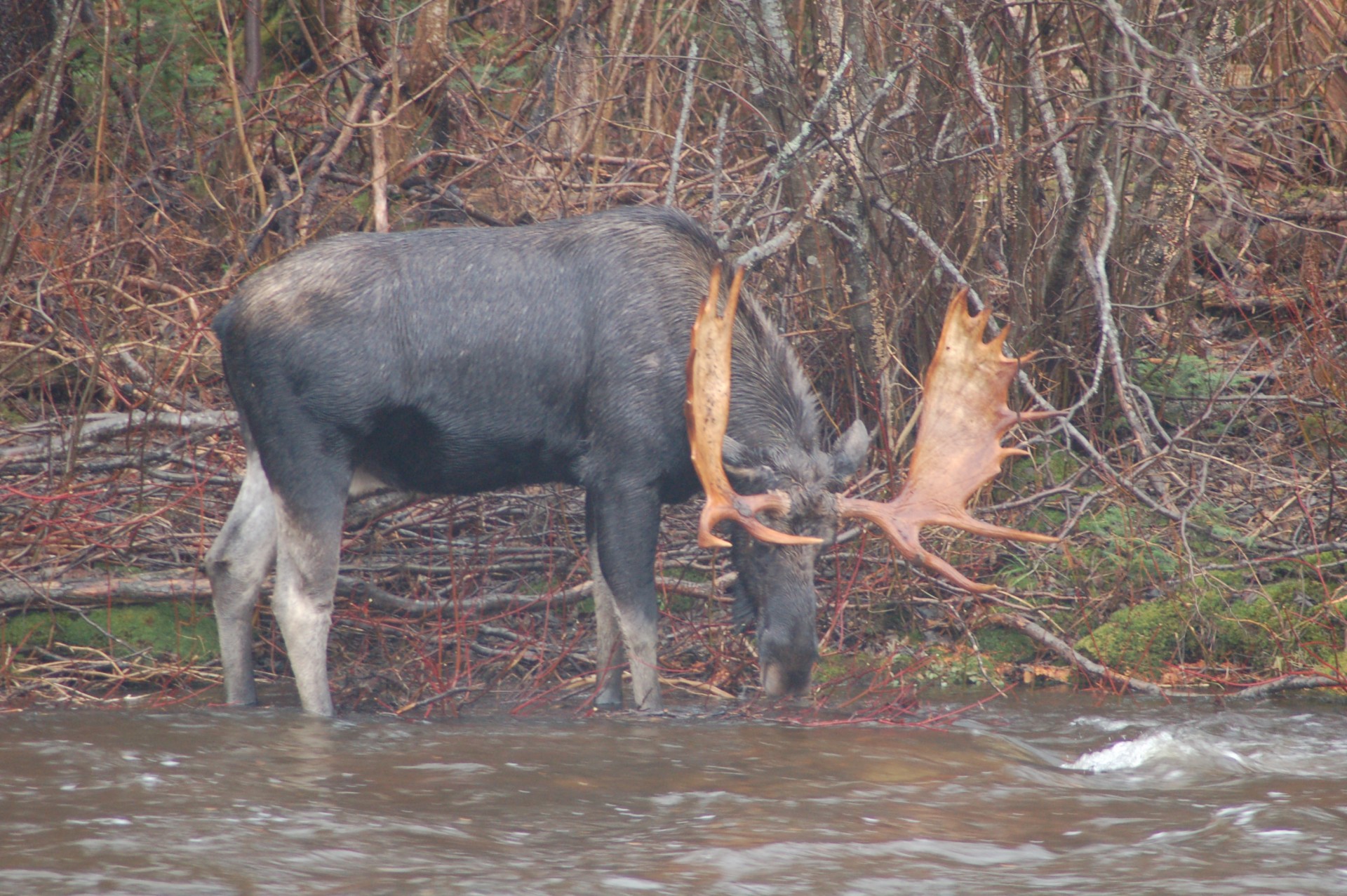 Technologies de chasse: permis, pas permis? - Graffici : Graffici